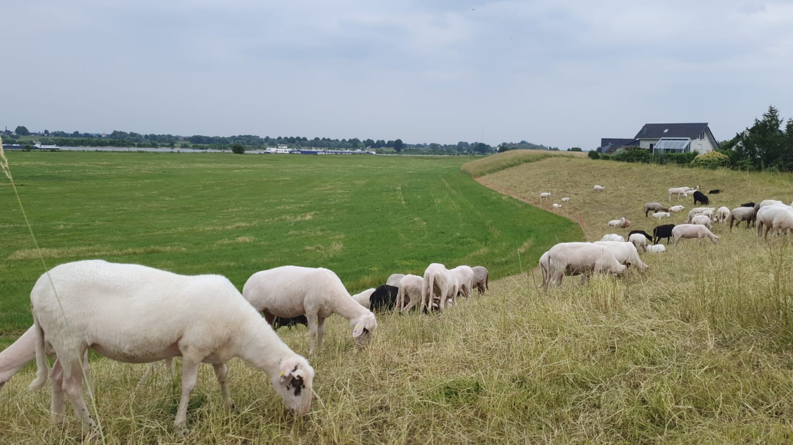 Schafe schützen…vor Hochwasser | Schafe schützen